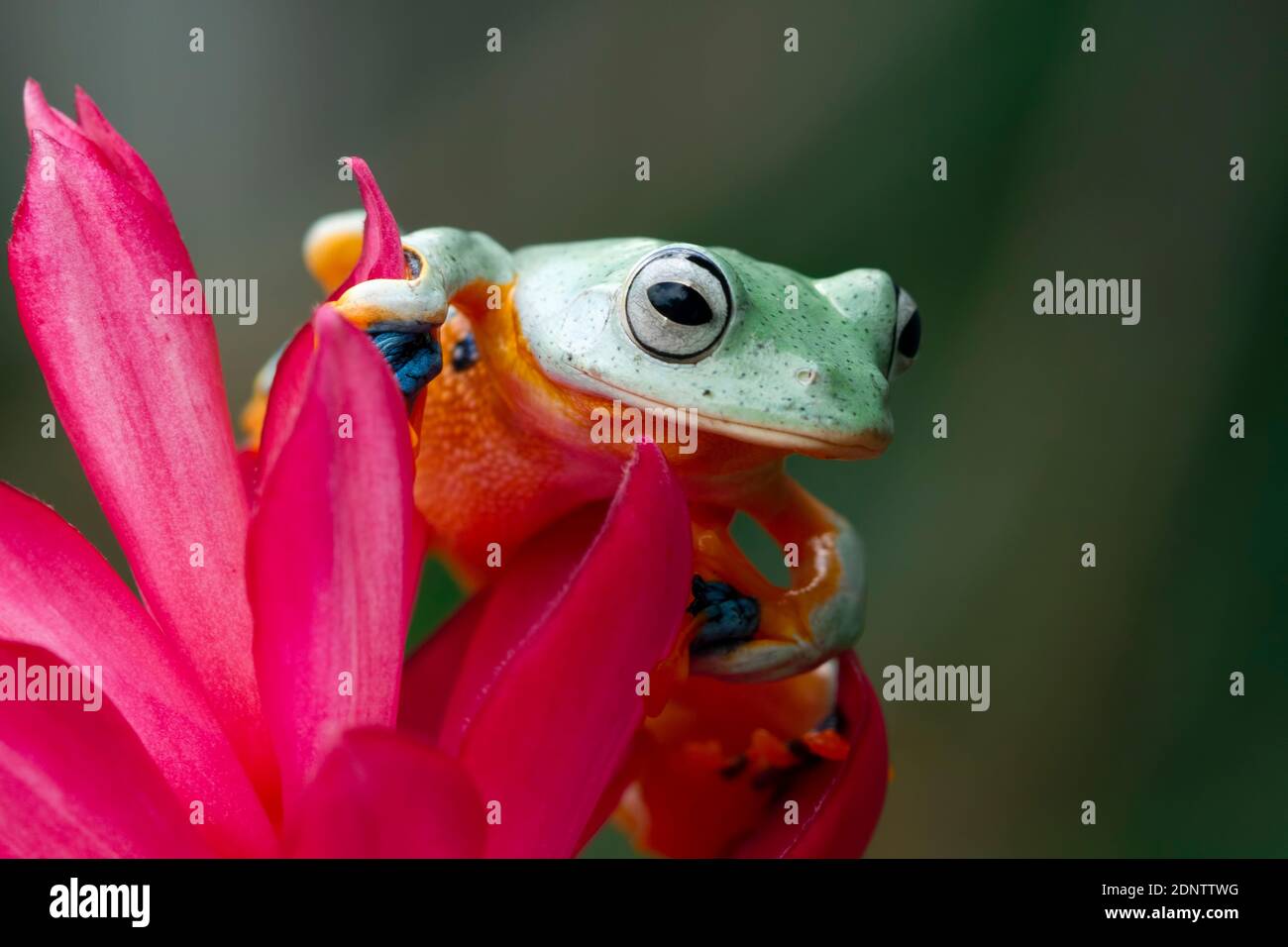 Javan tree frog on a flower, Indonesia Stock Photo - Alamy