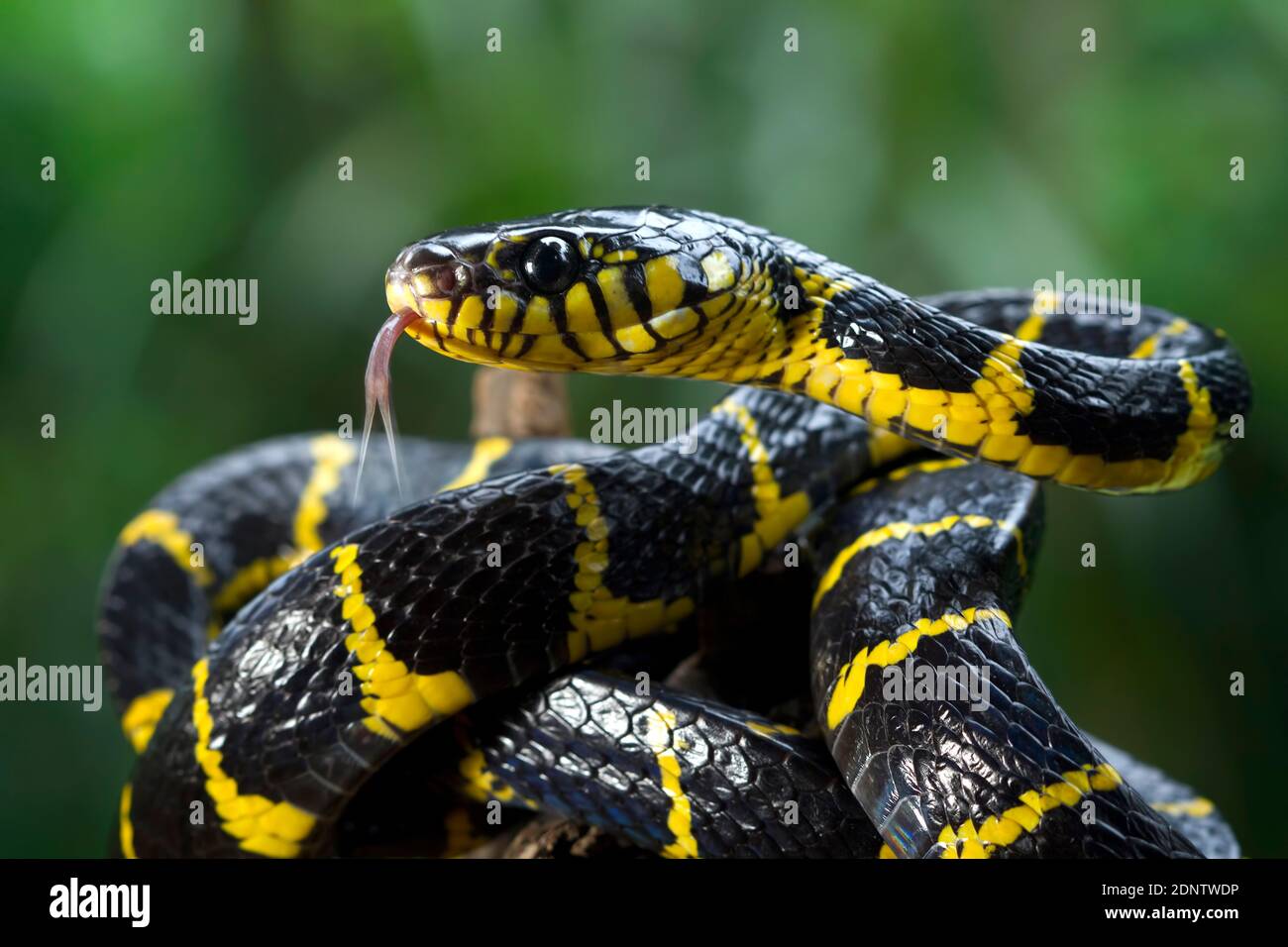 Close-up of a Boiga snake ready to strike, Indonesia Stock Photo - Alamy