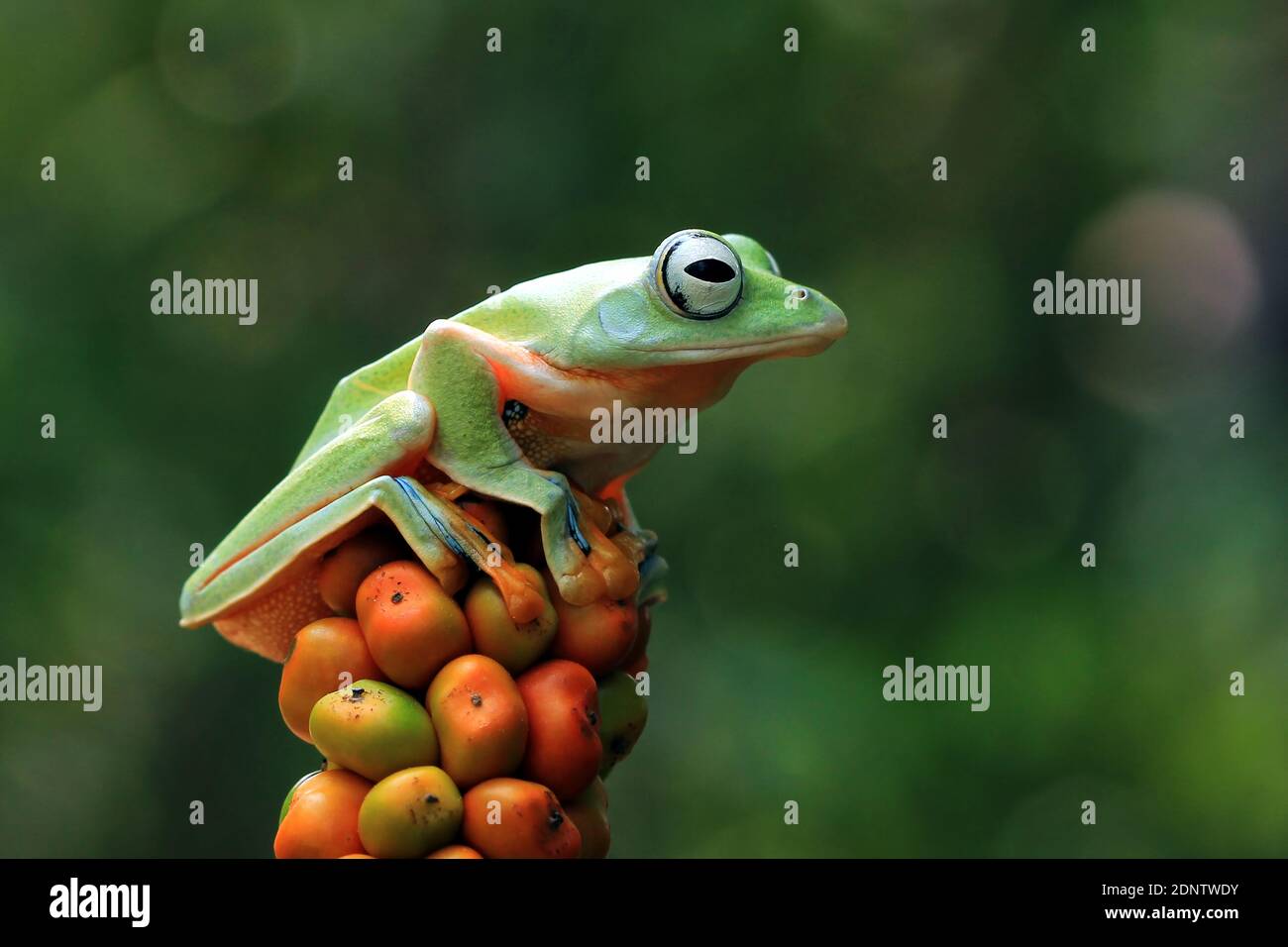 Javan tree frog on a plant, Indonesia Stock Photo - Alamy