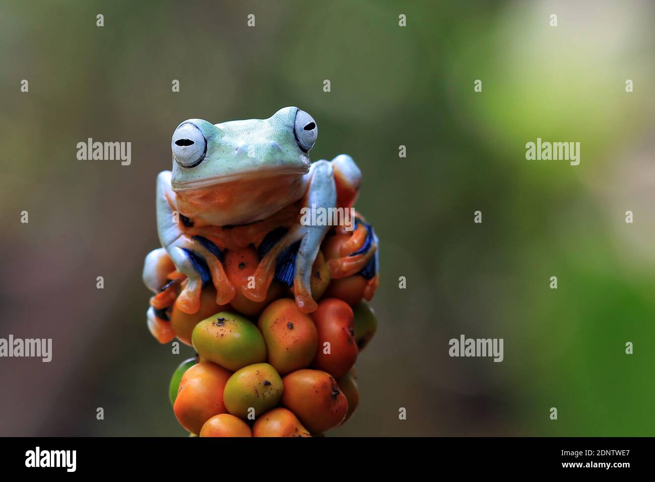 Javan tree frog on a plant, Indonesia Stock Photo - Alamy