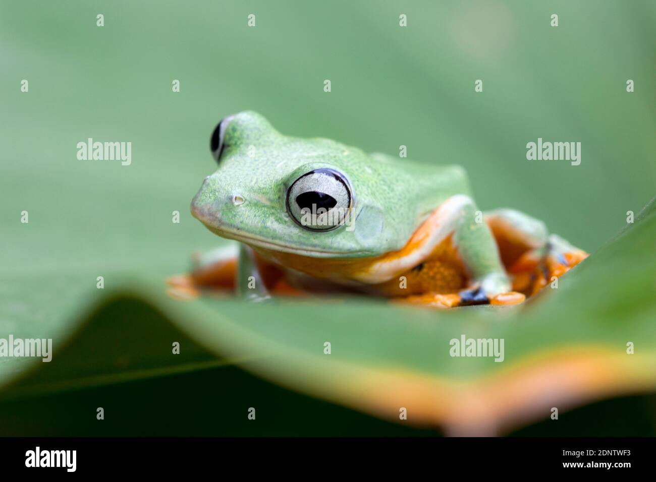 Javan tree frog on a leaf, Indonesia Stock Photo - Alamy