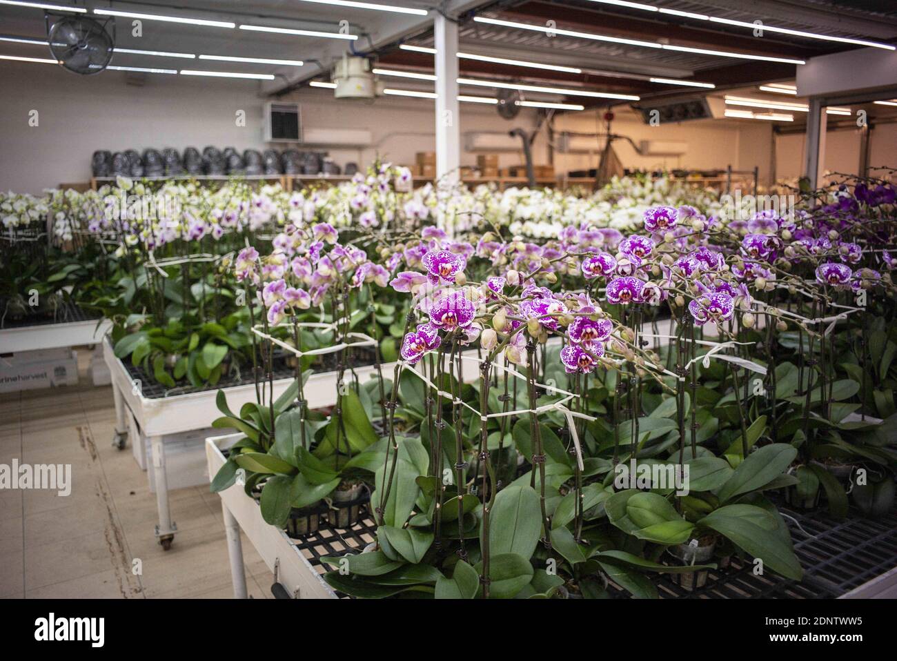 Orchid is seen at the Rungis International Market, southern Paris, on ...