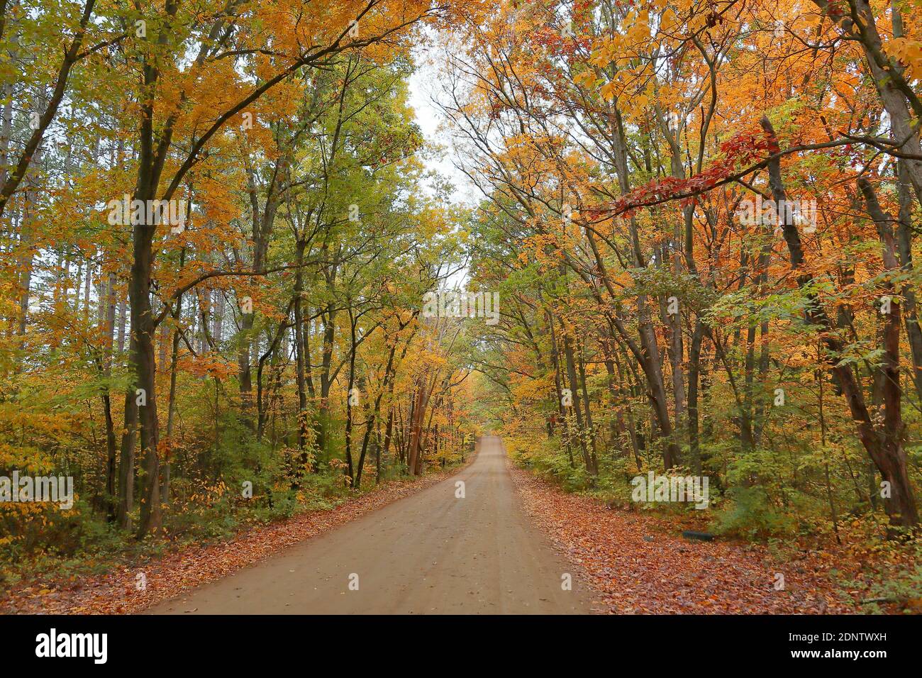 Tree lined dirt road hi-res stock photography and images - Alamy
