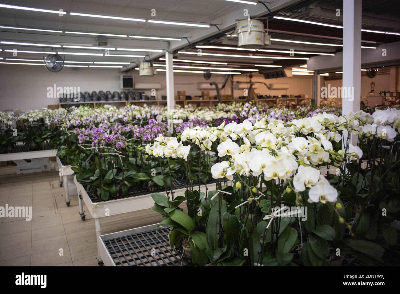 Orchid is seen at the Rungis International Market, southern Paris, on ...
