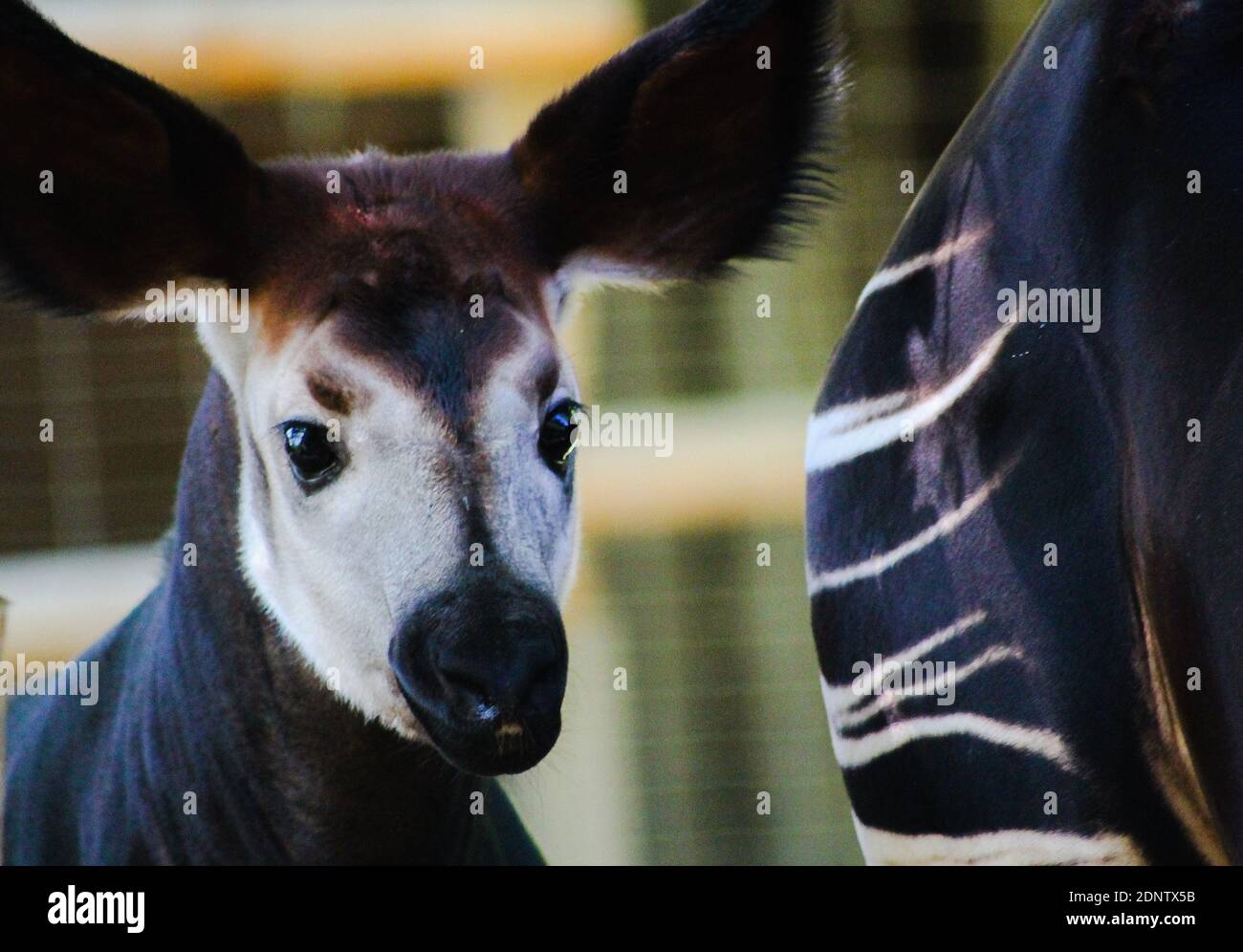 Baby okapi hi-res stock photography and images - Alamy