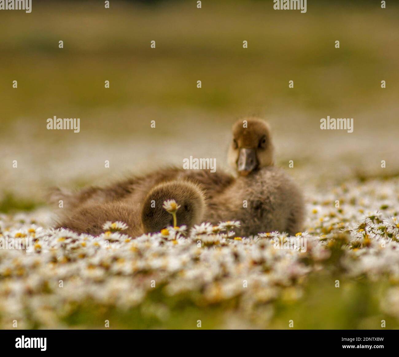Duckling flowers hi-res stock photography and images - Alamy