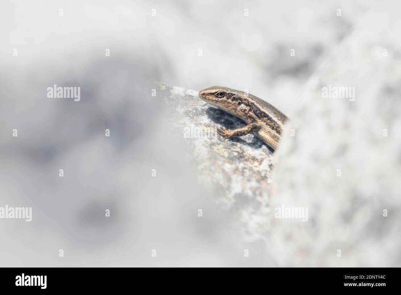 Grass skink hi-res stock photography and images - Alamy