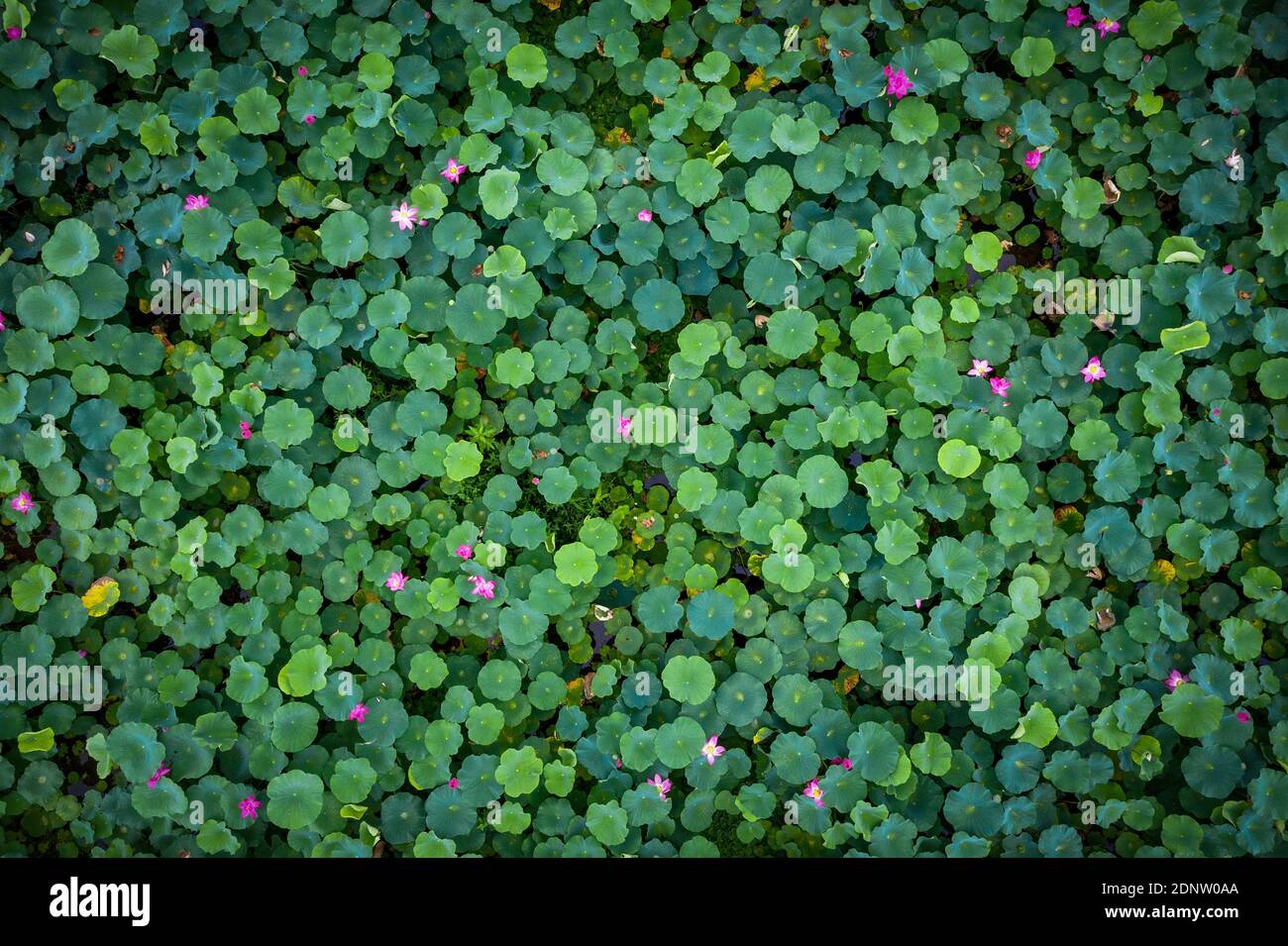 Aerial pollination hi-res stock photography and images - Alamy