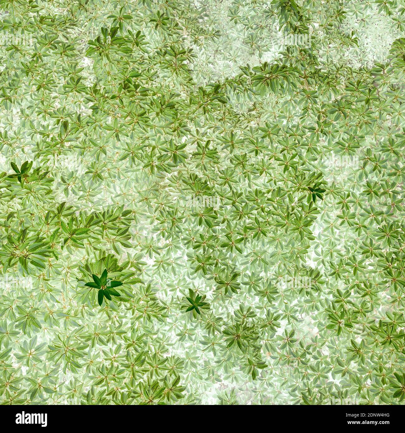 Ficus virens hi-res stock photography and images - Alamy