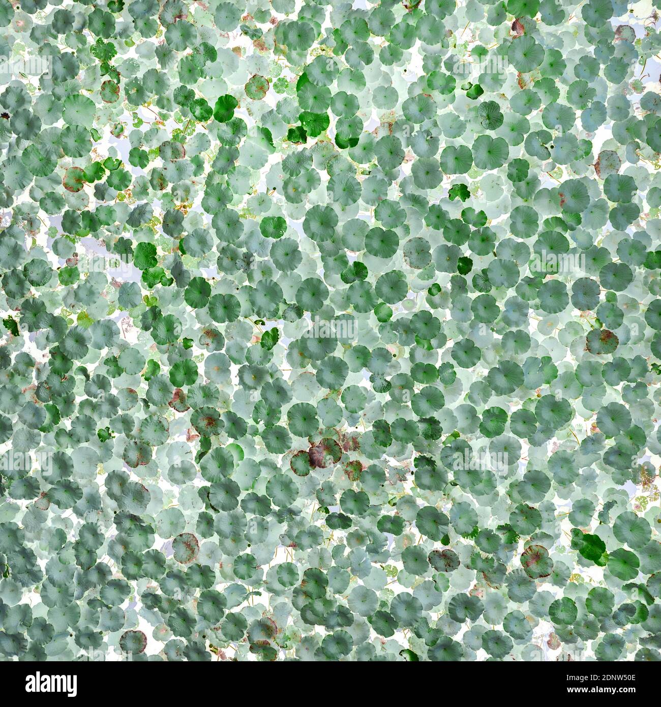 Lotus flowers effect hi-res stock photography and images - Alamy