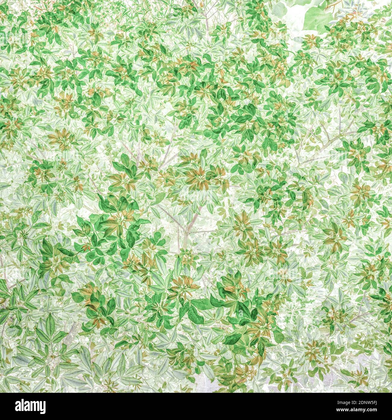 Camphor tree branches hi-res stock photography and images - Alamy
