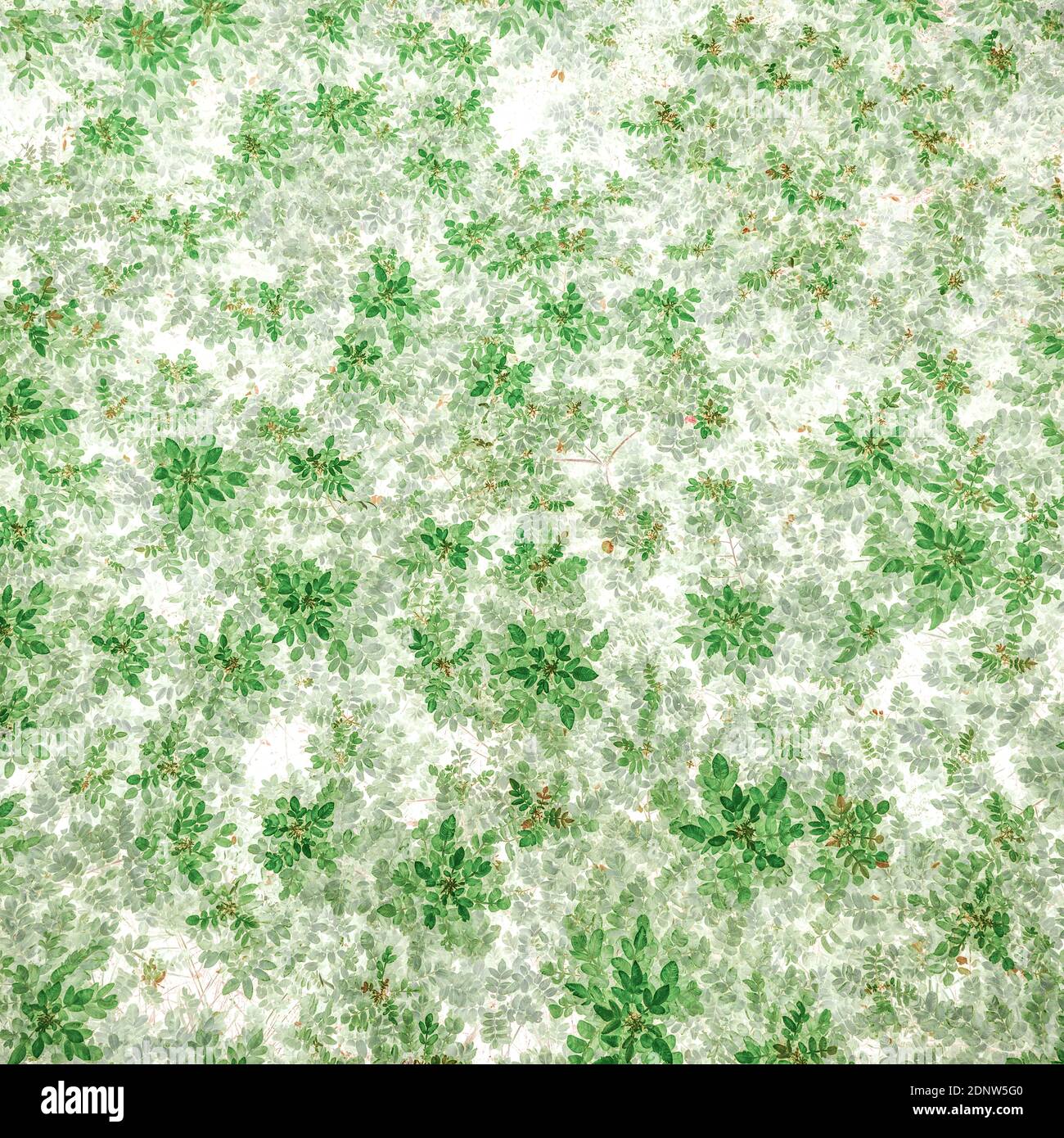 Camphor trees hi-res stock photography and images - Alamy