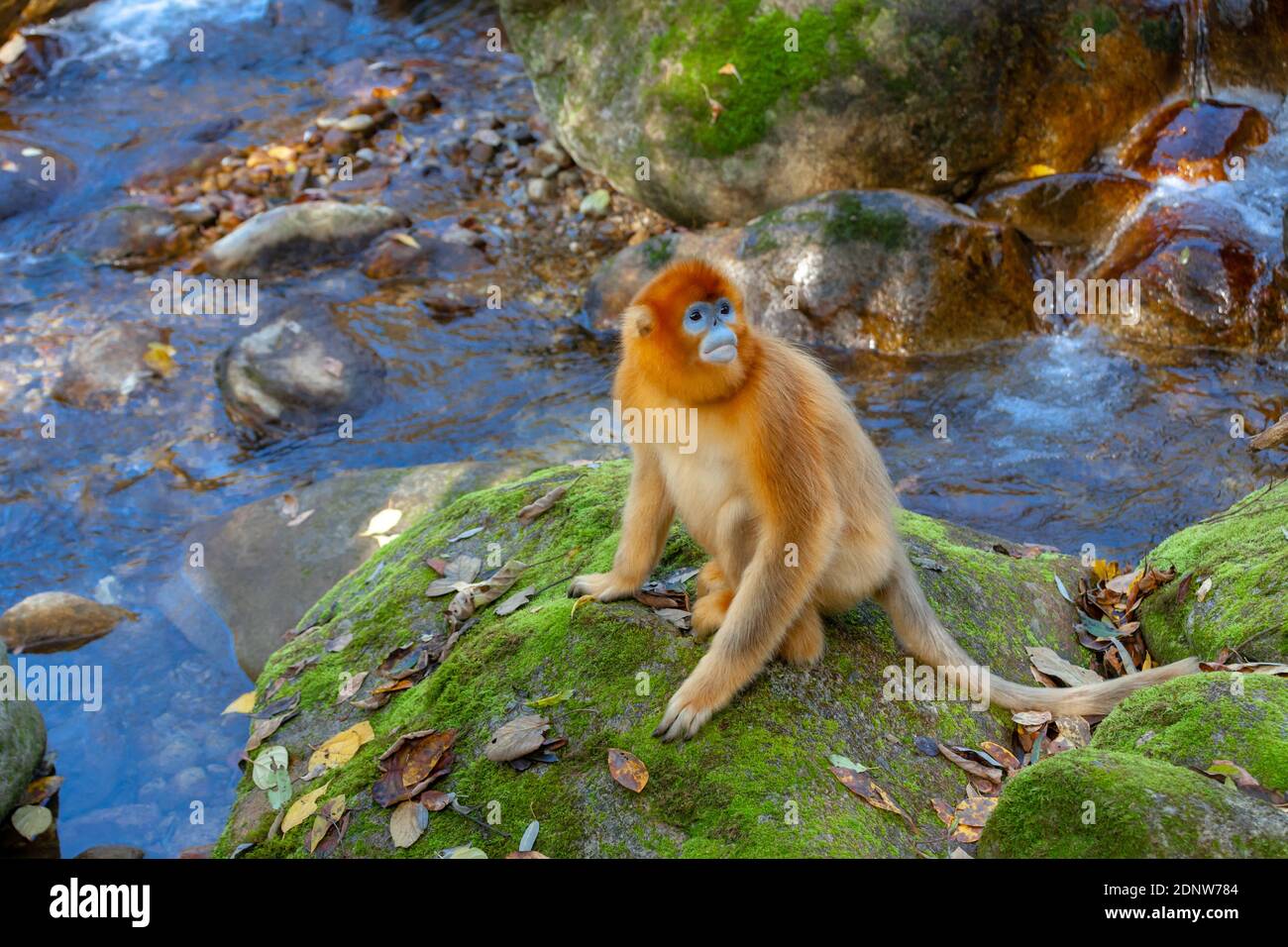 Golden monkeys Stock Photo - Alamy