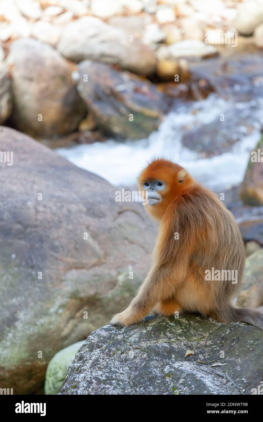 Golden Monkey Images High Resolution Stock Photography and Images - Alamy