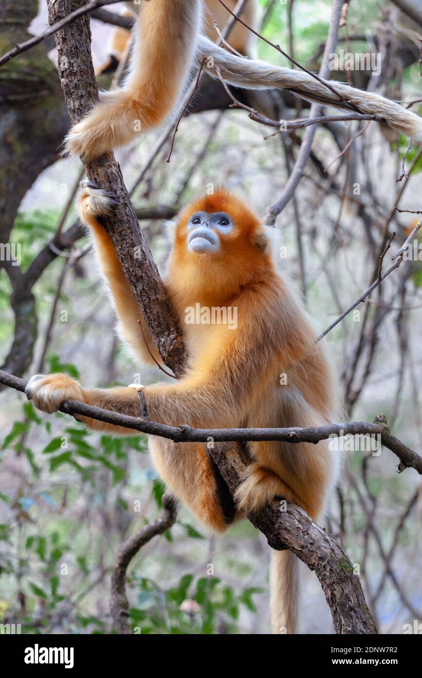 Golden monkey images hi-res stock photography and images - Alamy