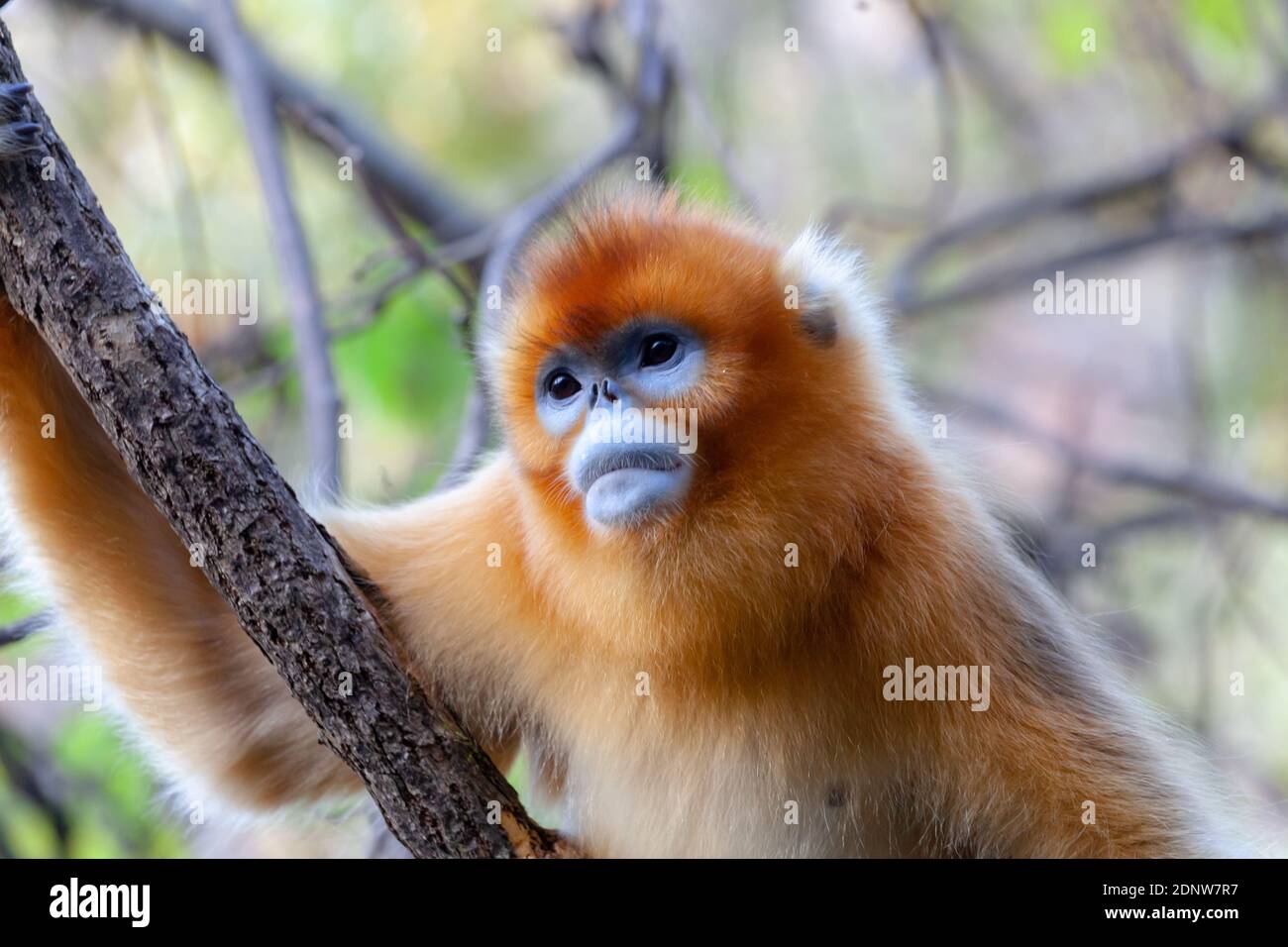 Lovely monkey pictures hi-res stock photography and images - Alamy