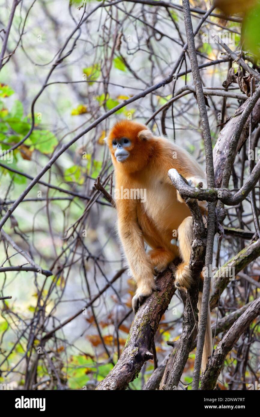 Golden monkey images hi-res stock photography and images - Alamy
