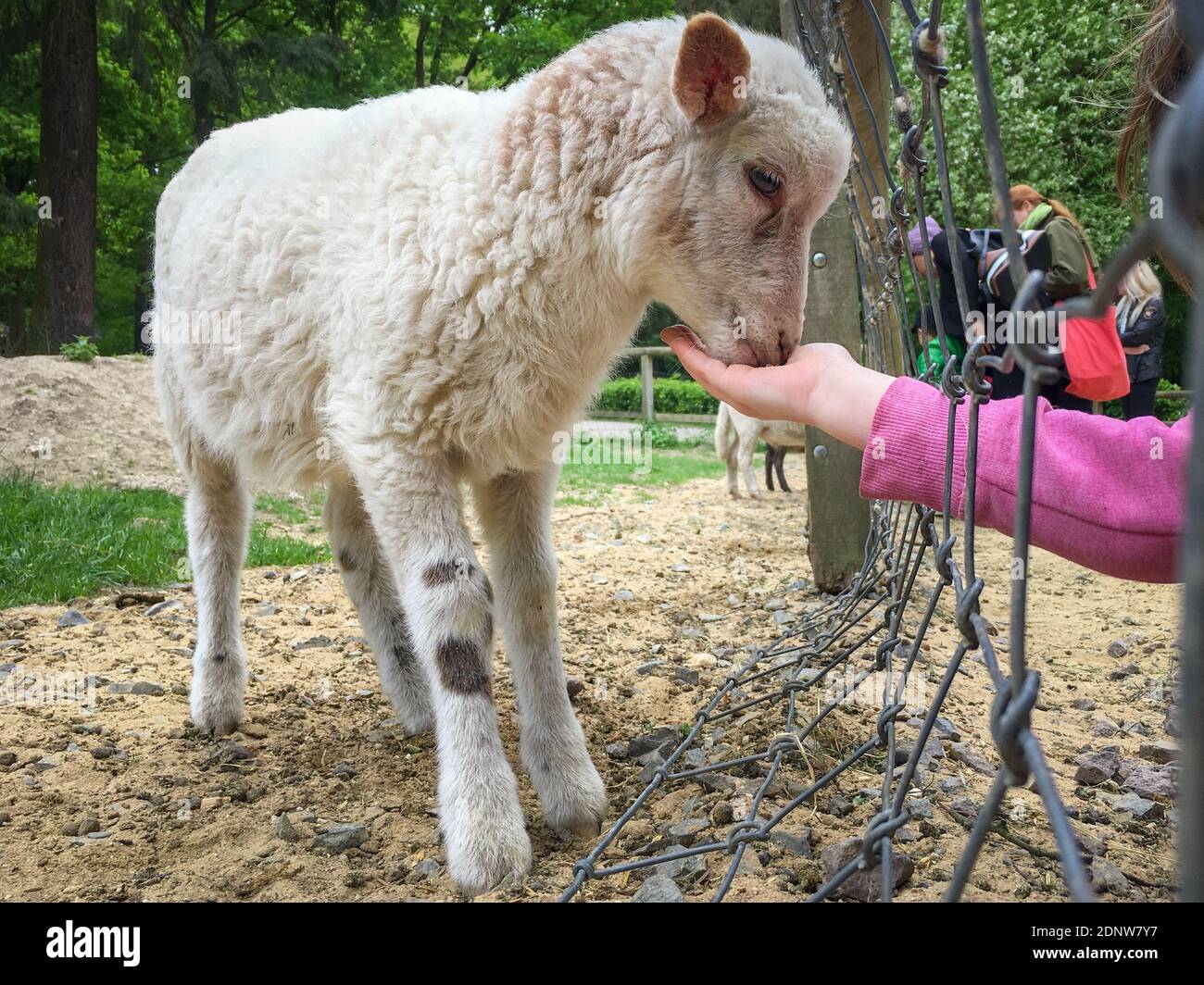 Full Length Of Hand Feeding Lamb Stock Photo - Alamy