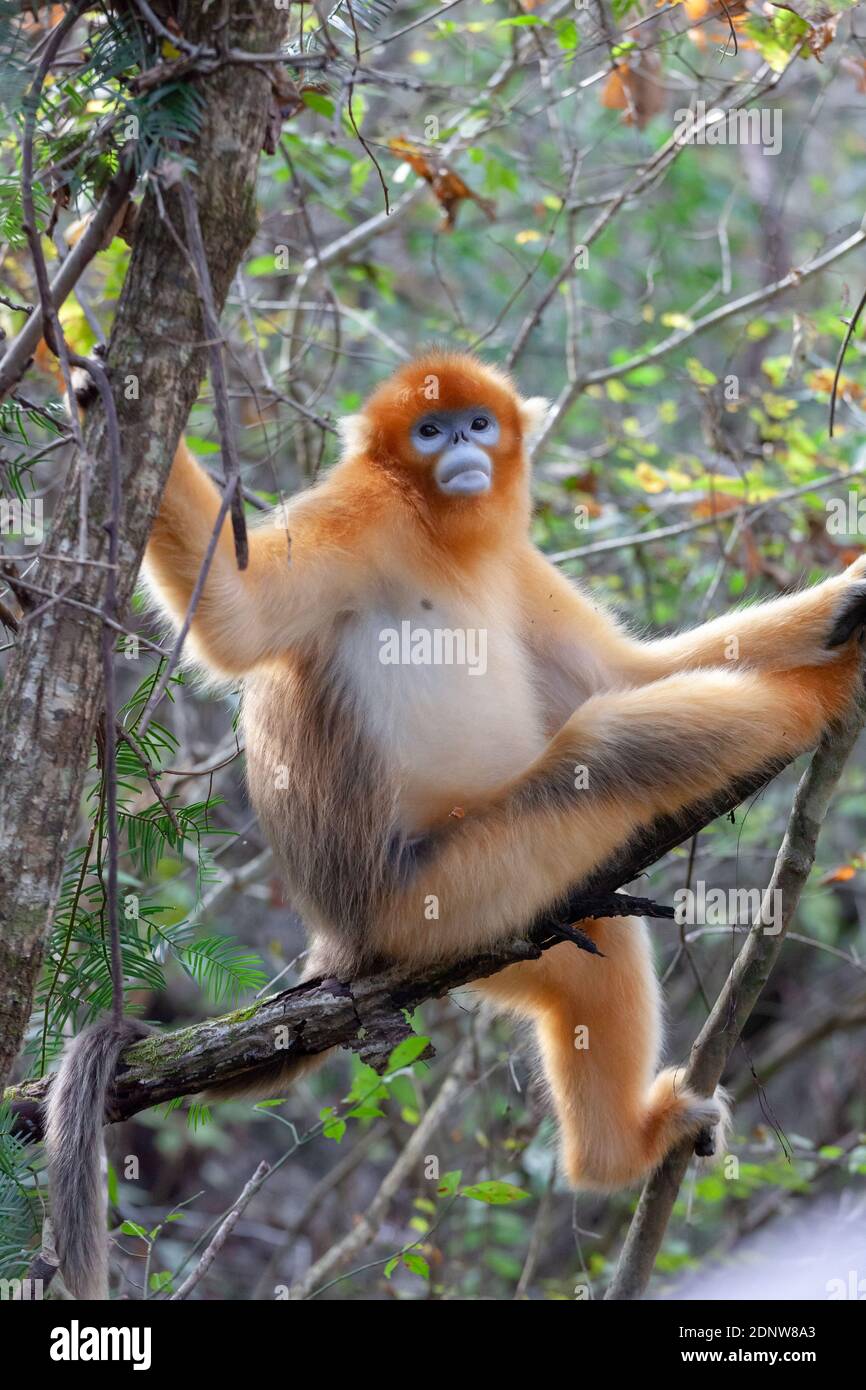 Golden monkey images hi-res stock photography and images - Alamy