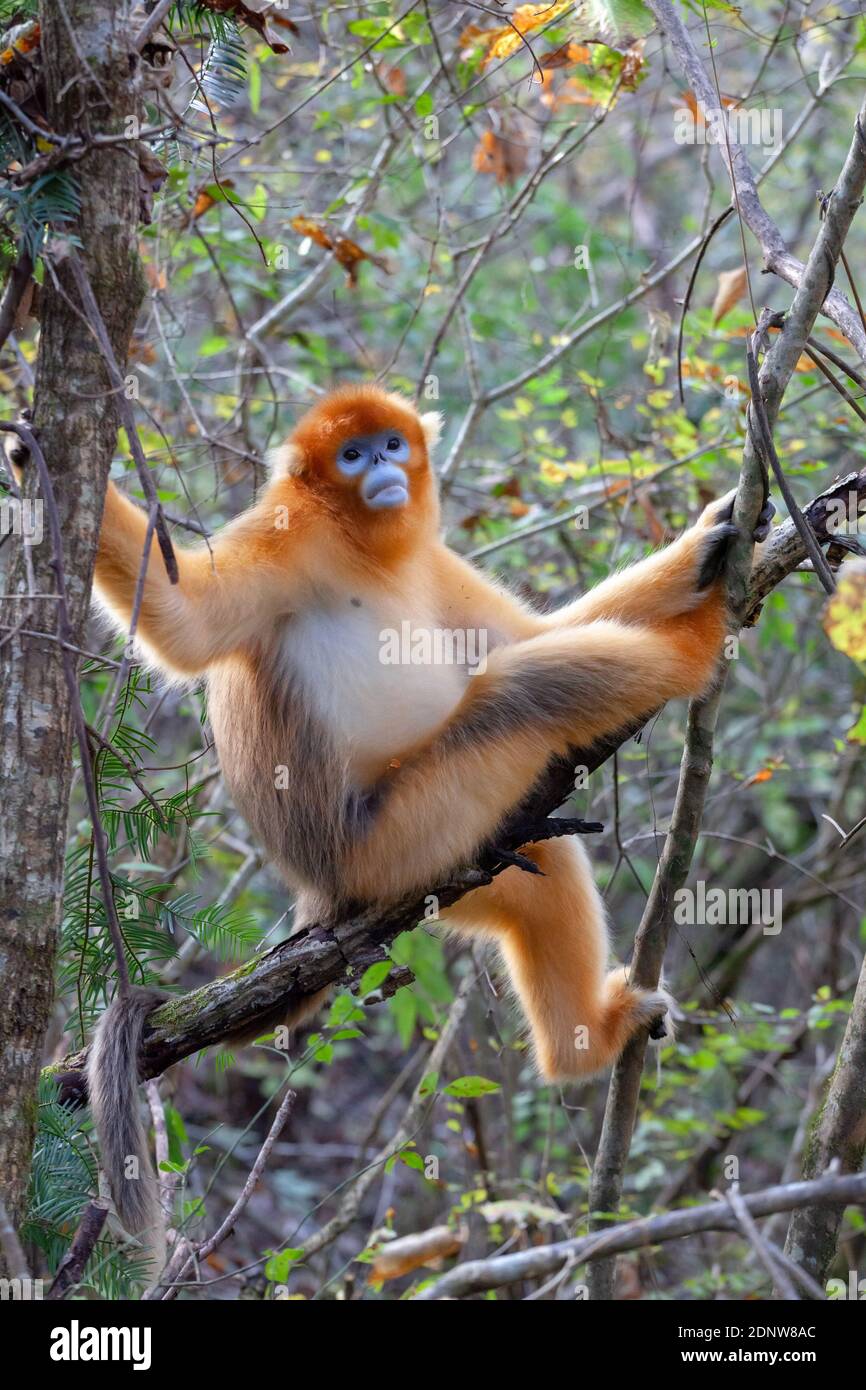 Golden monkey images hi-res stock photography and images - Alamy