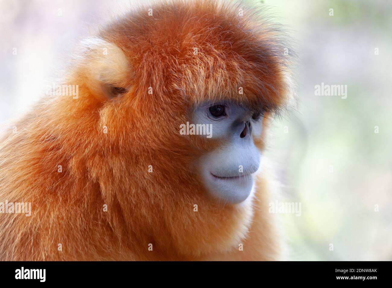 Golden monkey images hi-res stock photography and images - Alamy