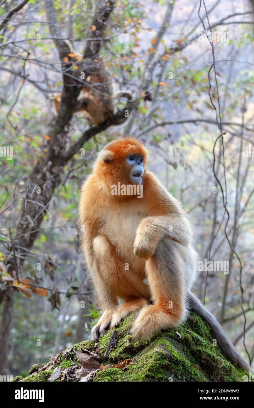 Golden monkey images hi-res stock photography and images - Alamy