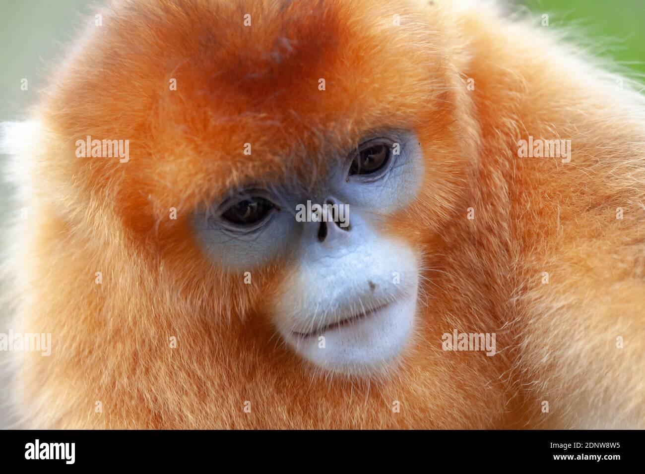 Golden monkeys hi-res stock photography and images - Alamy