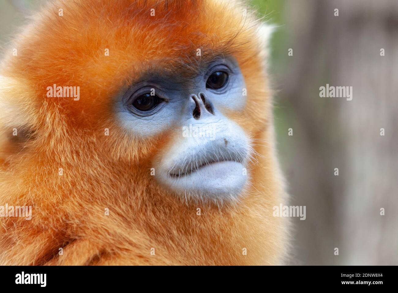 Golden monkey images hi-res stock photography and images - Alamy