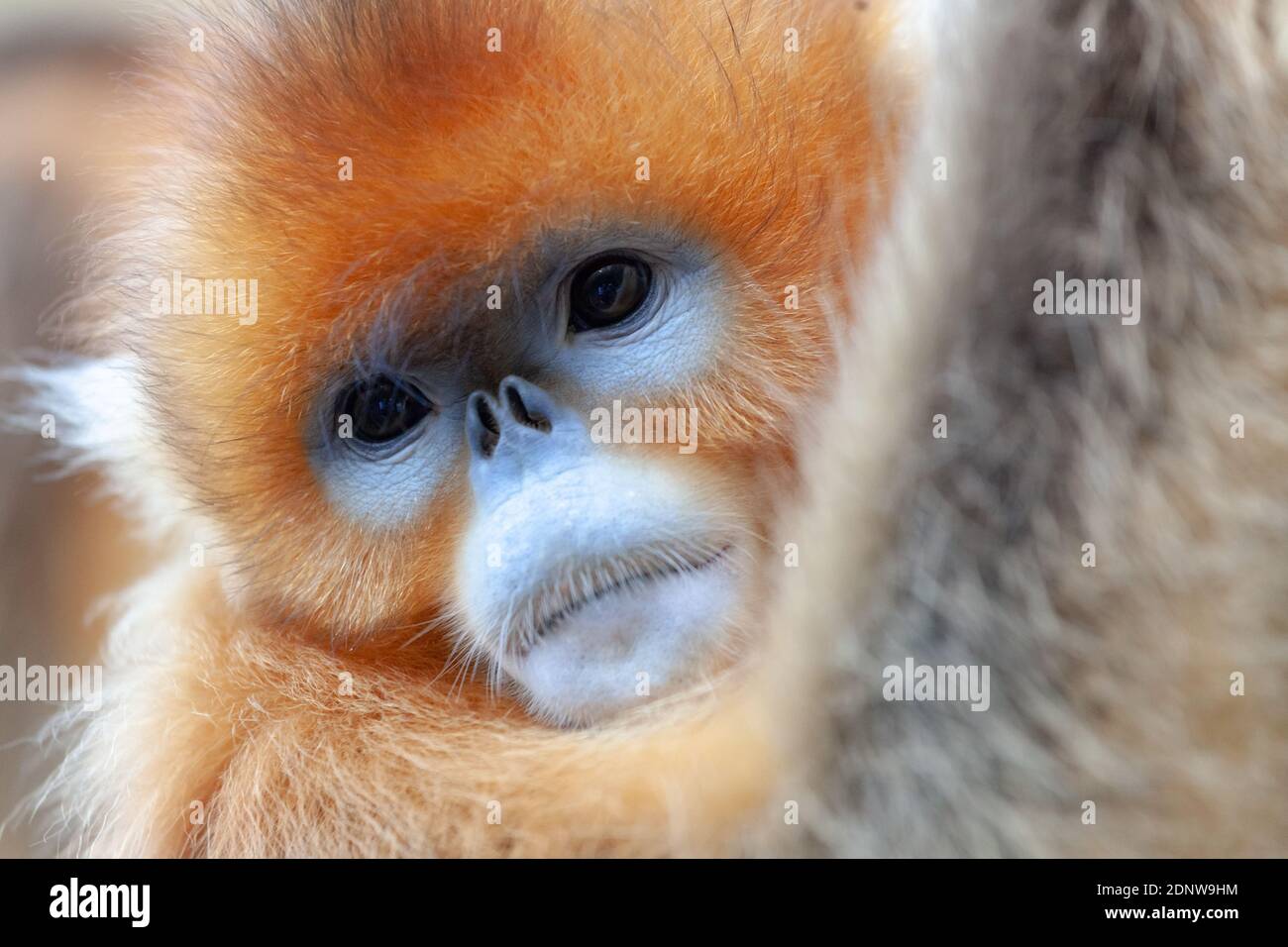 Golden Monkey Images High Resolution Stock Photography and Images - Alamy