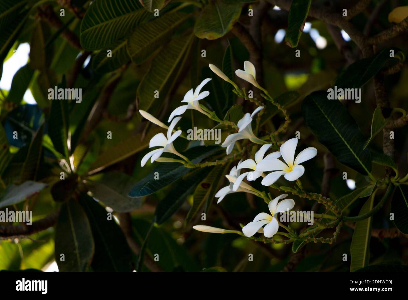 Qatar flower hi-res stock photography and images - Alamy
