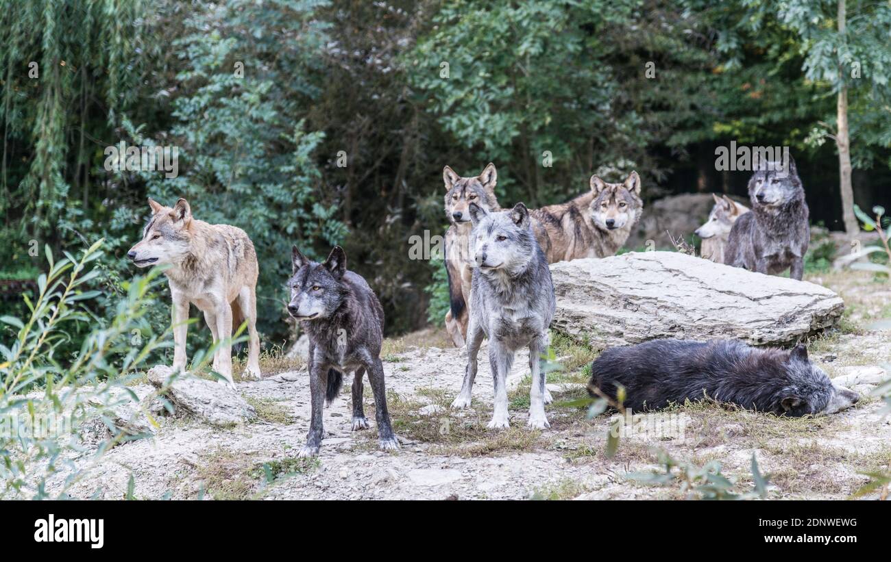 Wolves in a forest hi-res stock photography and images - Alamy