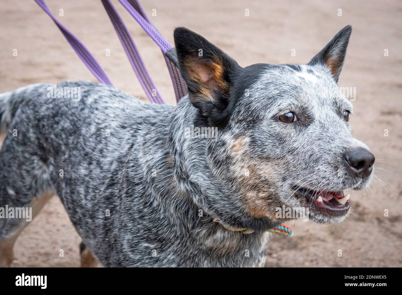 Why Are Blue Heelers Aggressive