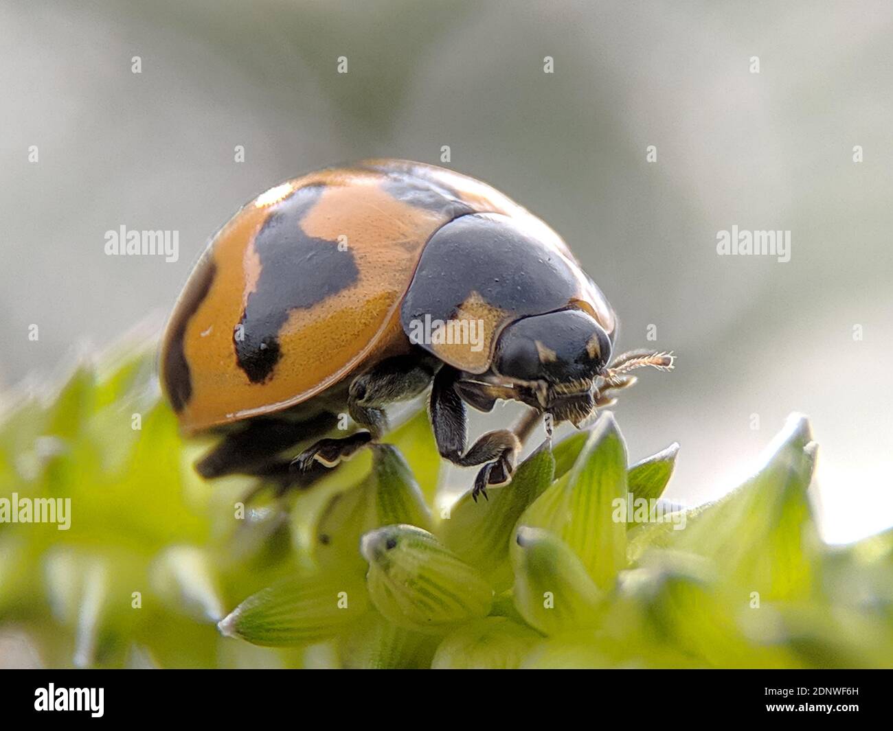 Ladybug insect group hi-res stock photography and images - Alamy