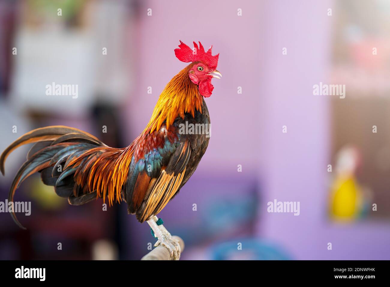 Waking rooster hi-res stock photography and images - Alamy