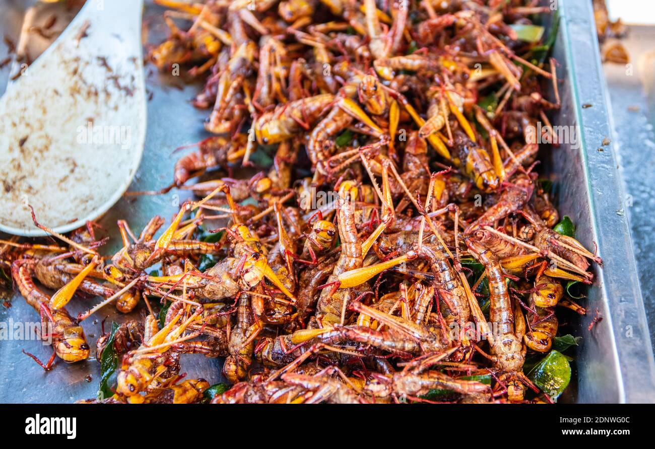 Protein from insects hi-res stock photography and images - Alamy