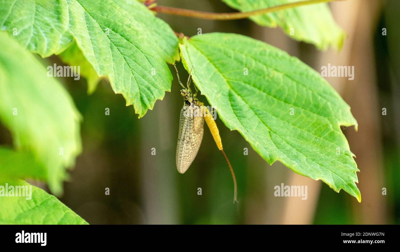 Fishfly hi-res stock photography and images - Alamy