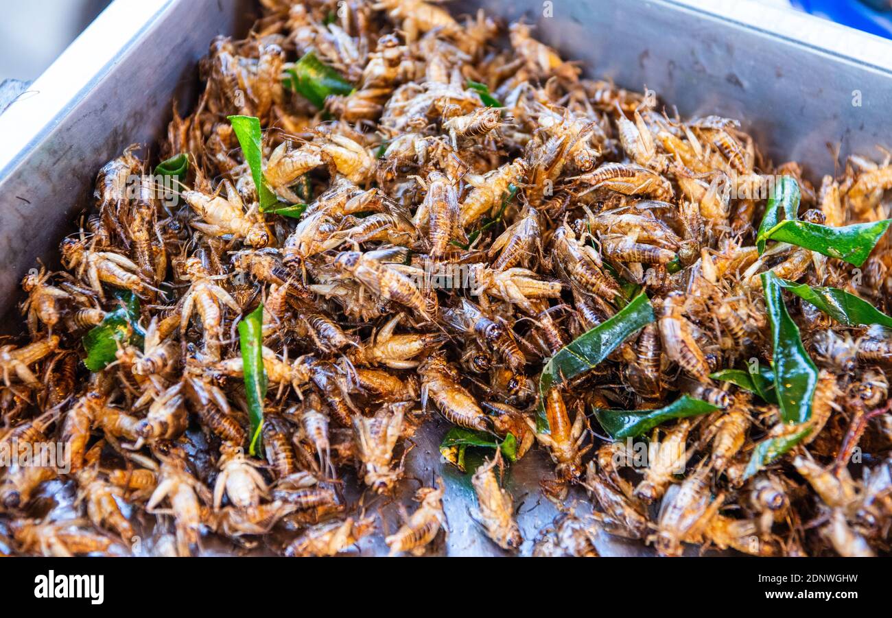 Insect food deep fried from Thailand Asia Stock Photo - Alamy