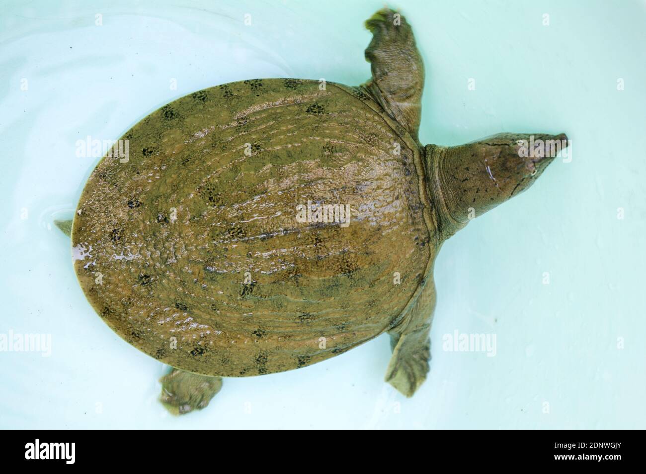 Curved neck turtle suborder hi-res stock photography and images - Alamy
