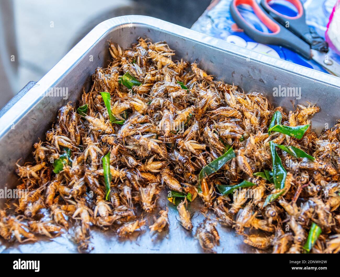 Insect food deep fried from Thailand Asia Stock Photo - Alamy