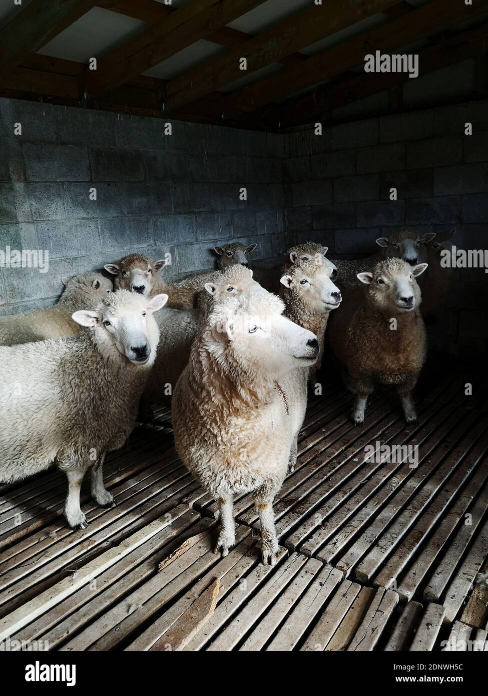 Sheep barn new zealand hi-res stock photography and images - Alamy