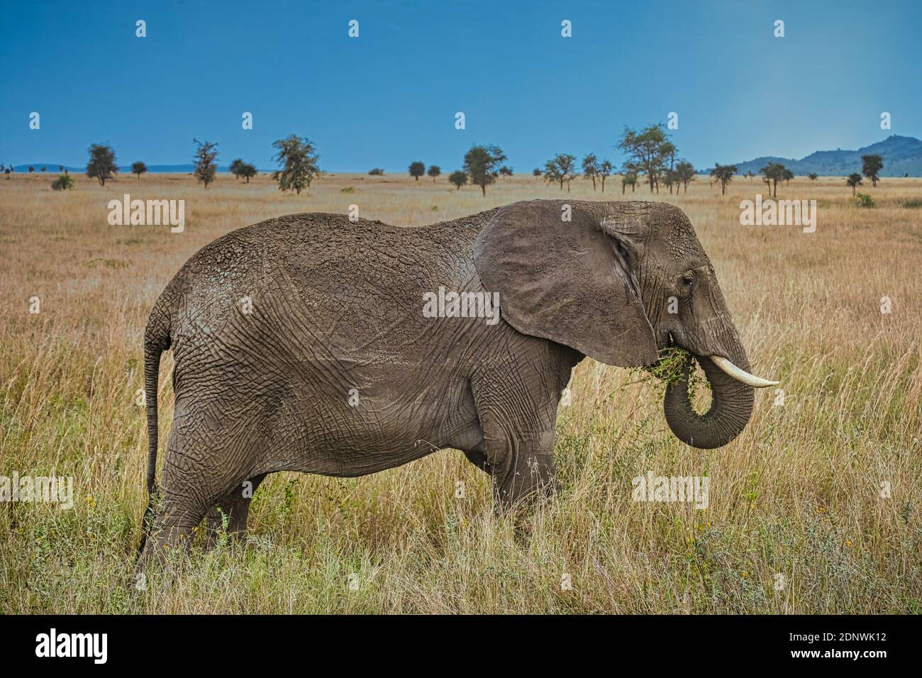 Tanzania elephant side profile hi-res stock photography and images - Alamy