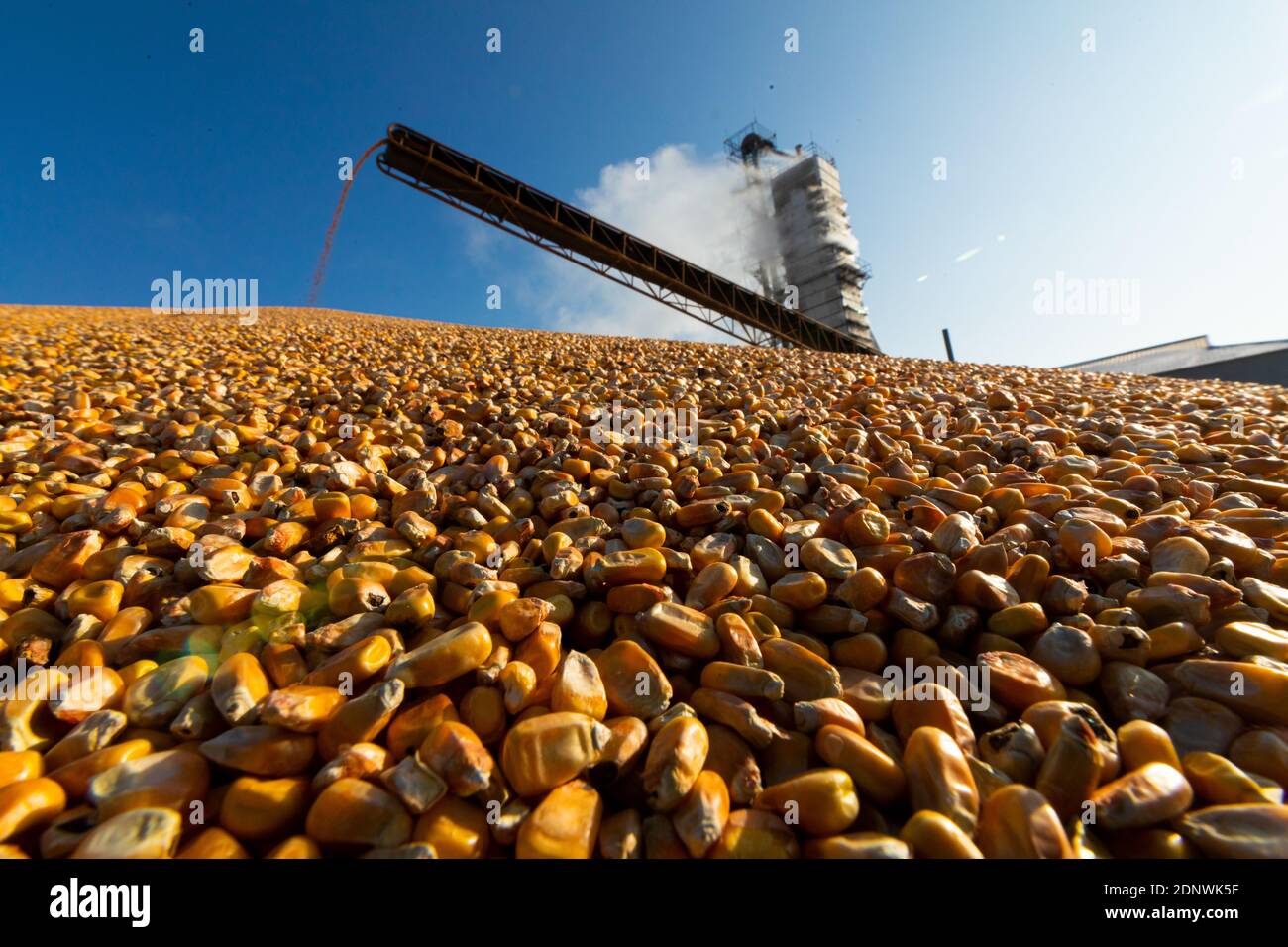 Big corn silos Stock Photo - Alamy