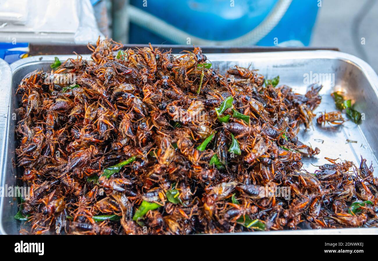 Protein from insects hi-res stock photography and images - Alamy