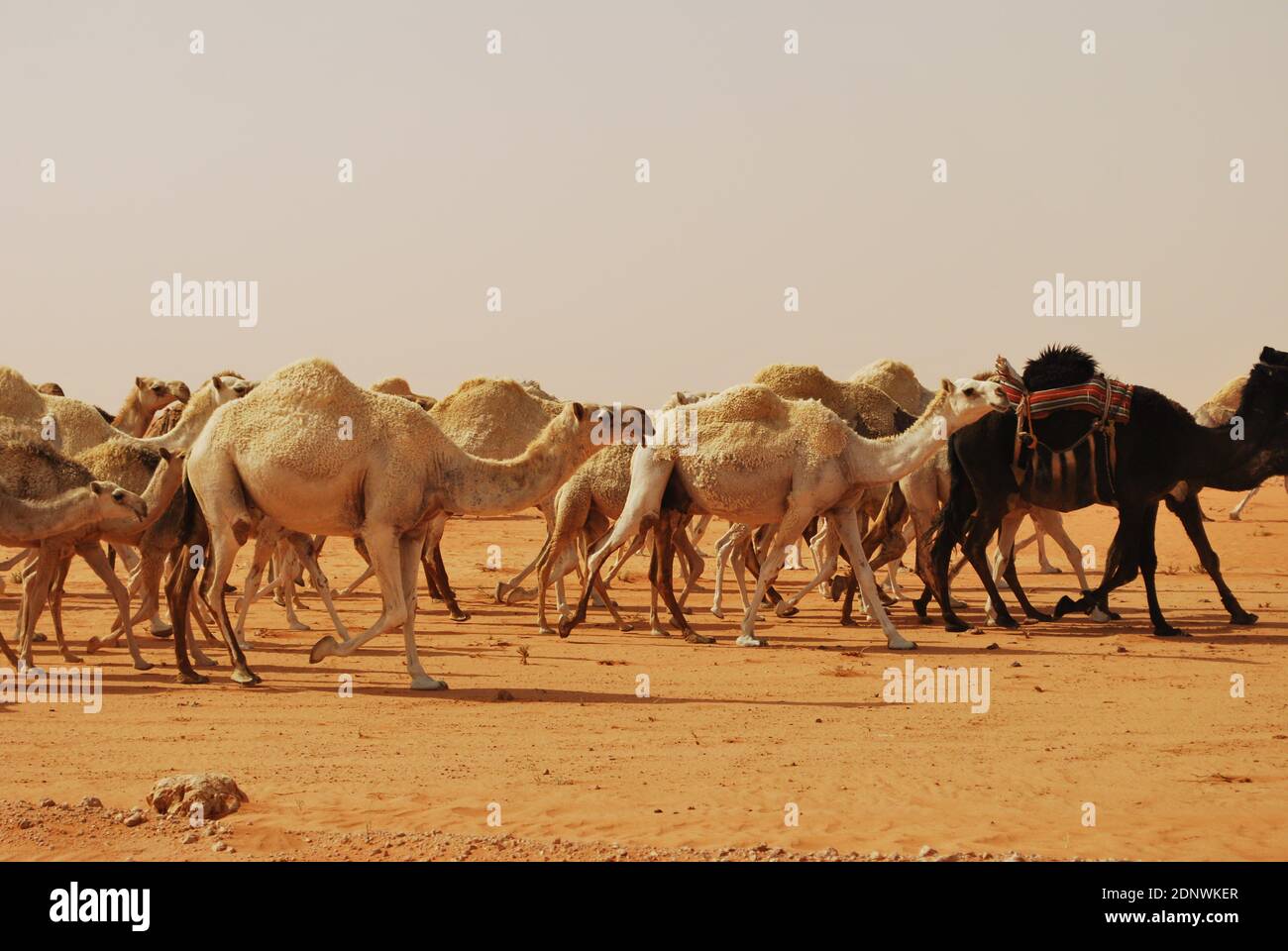 Caravan of Saudi Arabian Camel Stock Photo - Alamy
