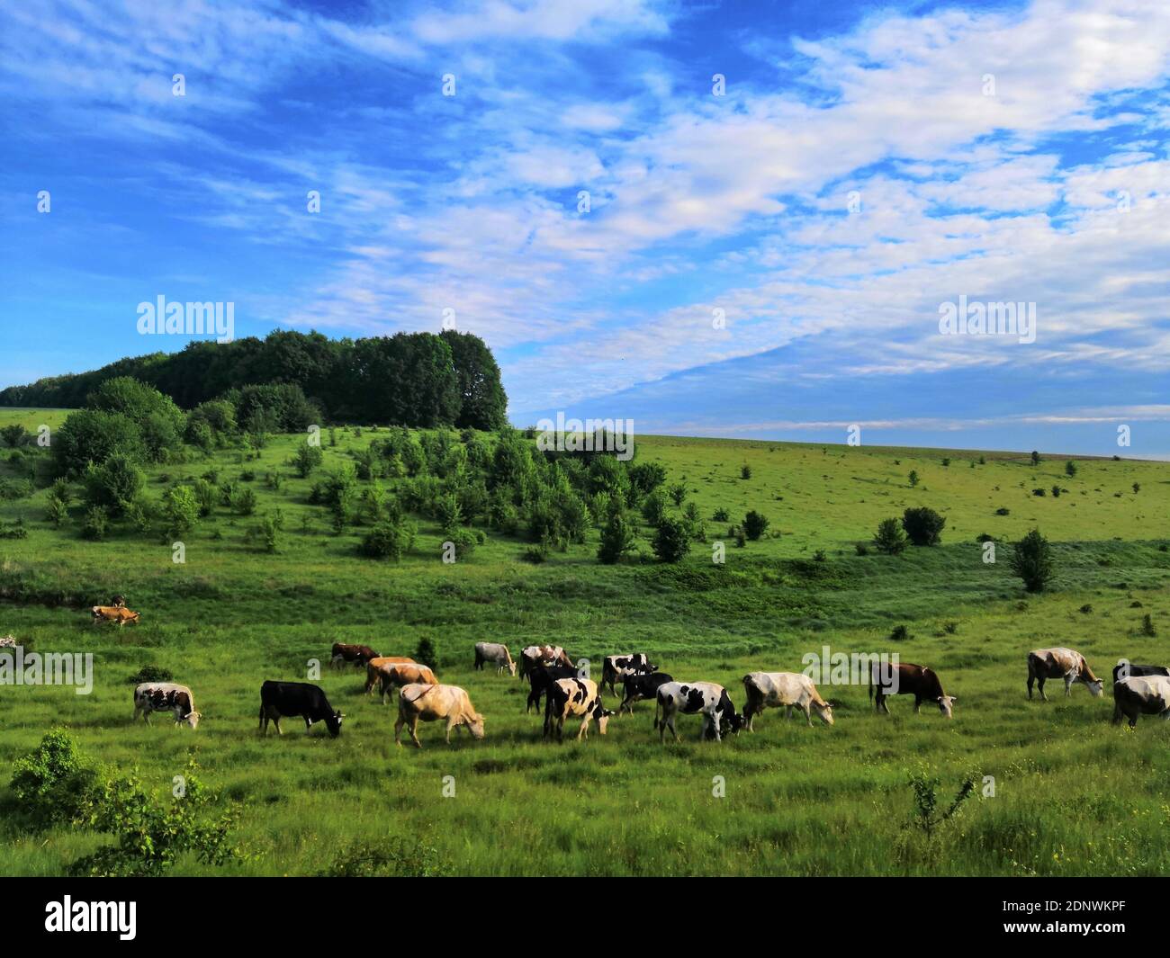 American cows hi-res stock photography and images - Alamy