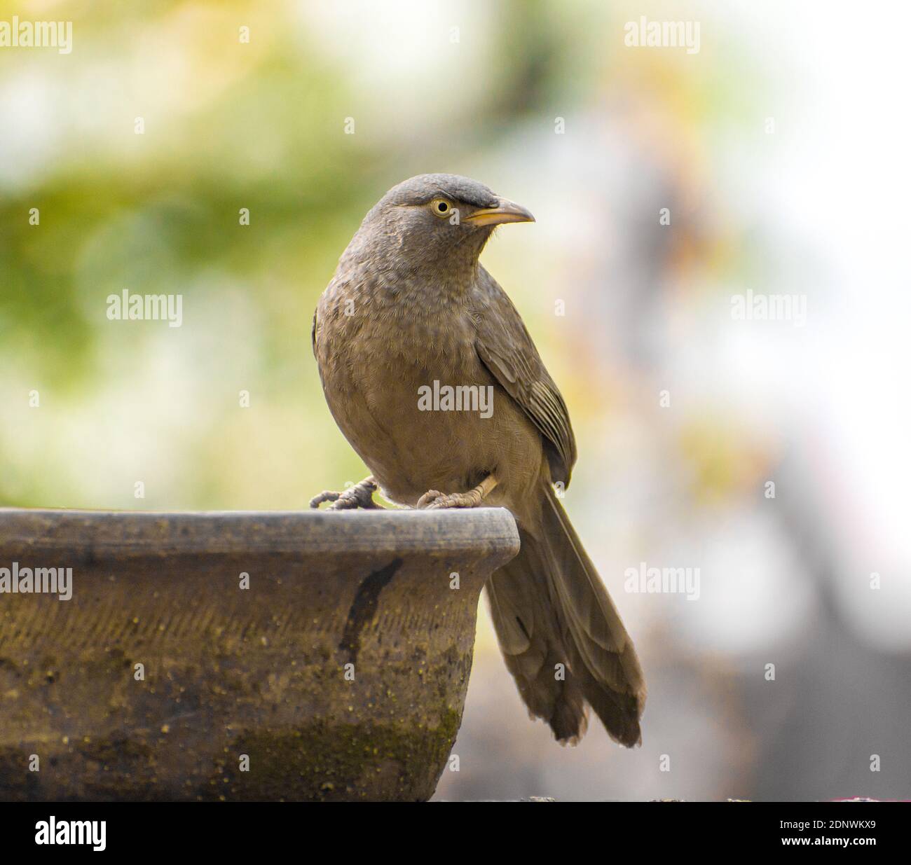 Watching pot hi-res stock photography and images - Alamy