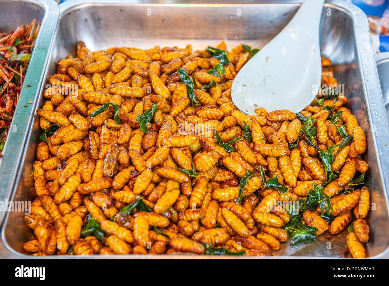 Protein from insects hi-res stock photography and images - Alamy
