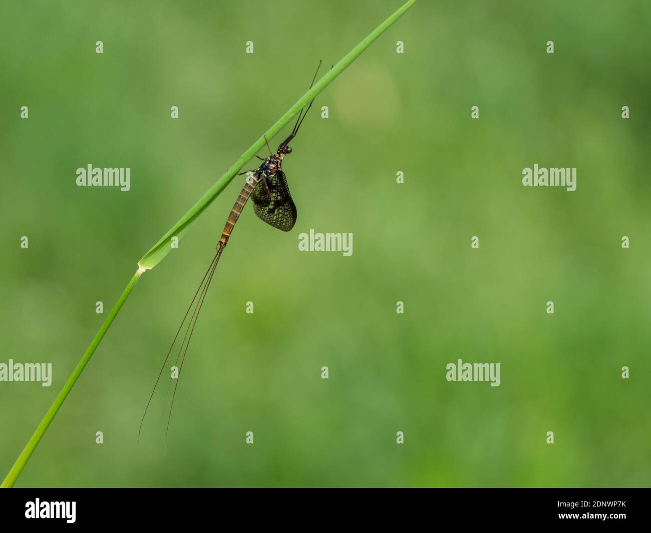 Green Drake Mayfly Ephemera Danica Male In Spring With Greengrass Field ...