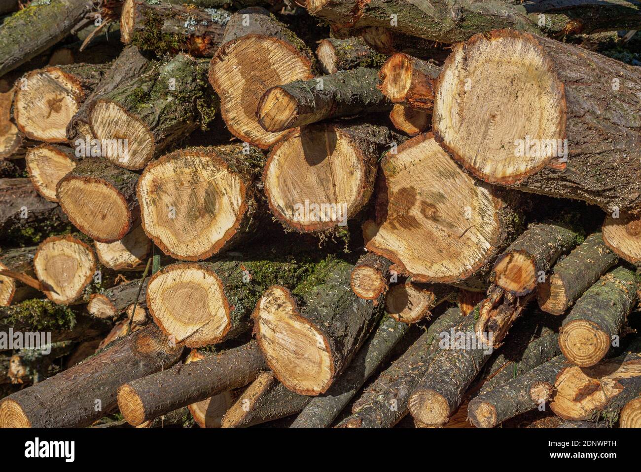 Stacked wood, firewood, Bavaria, Germany, Europe Stock Photo - Alamy