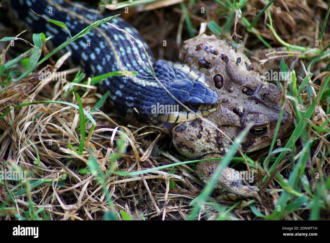 Closeup High Angle View Of Garter Snake Eating A Toad Stock Photo - Alamy